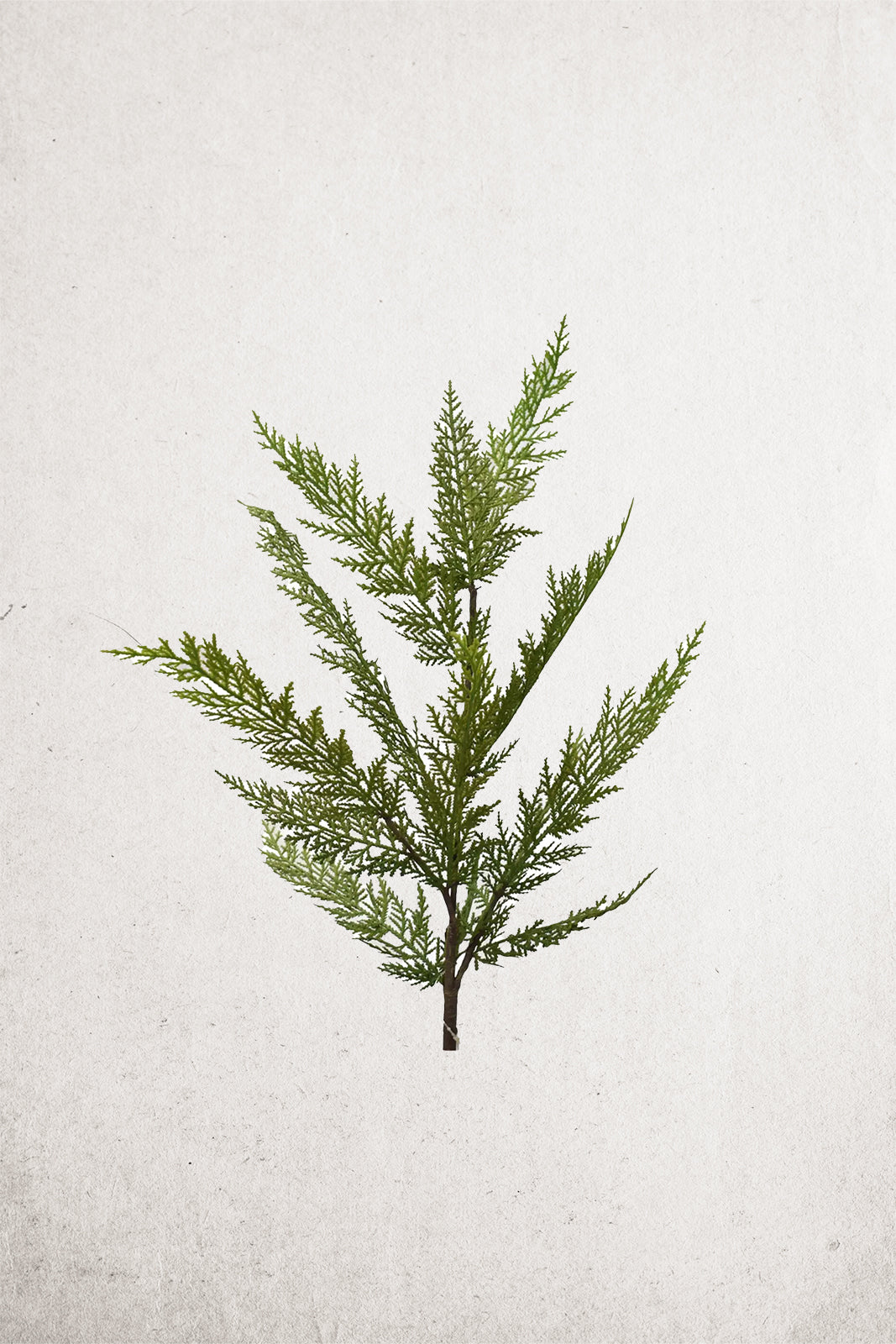 36in Fresh Touch Faux Lebanon Cedar Spray – Casa Refined Shop