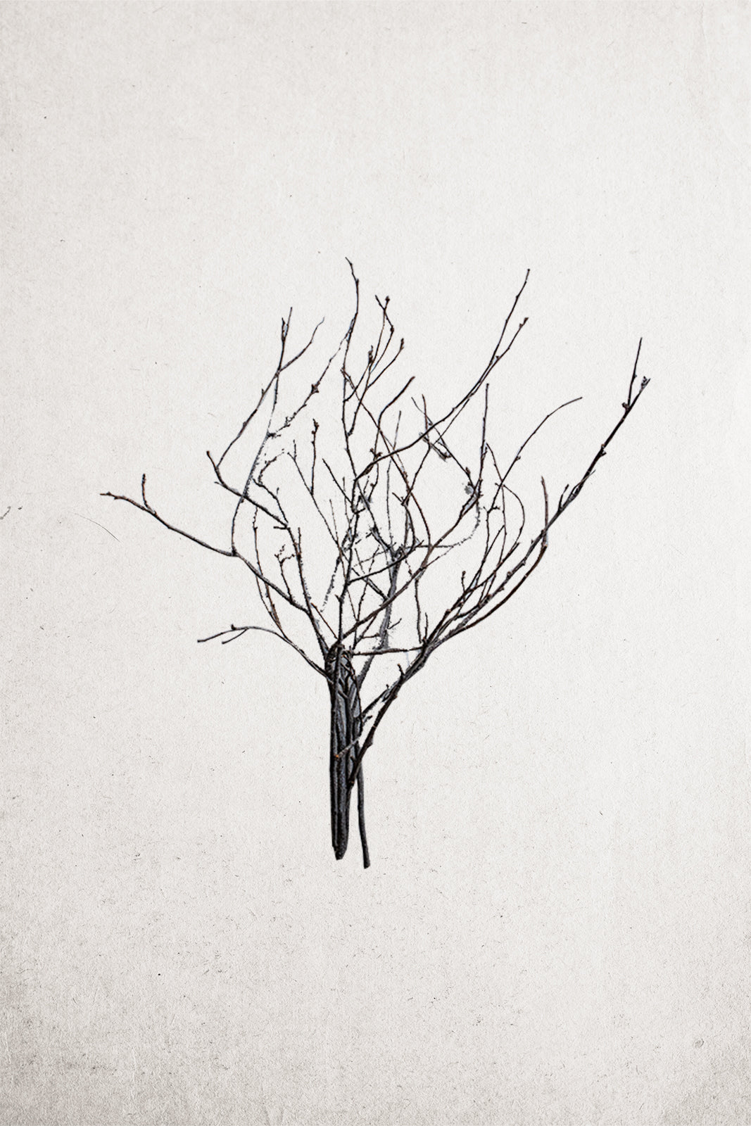 Dried Branch Stems – Casa Refined Shop